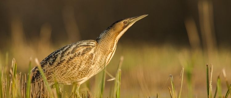 Our Favourite UK Wetlands To Visit | Cotswold Outdoor