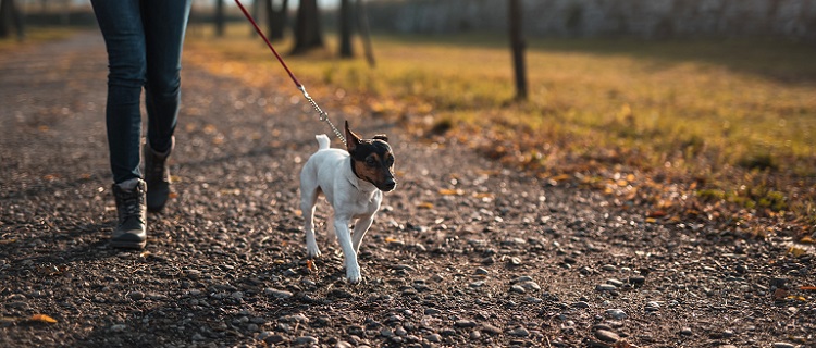 Footwear Tips For Dog Walkers | Cotswold Outdoor